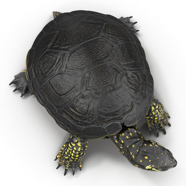 european pond turtle rigged 3d model