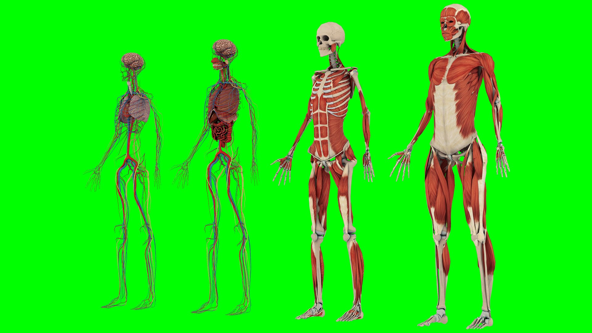 Human Anatomy 3D Model - TurboSquid 2085321