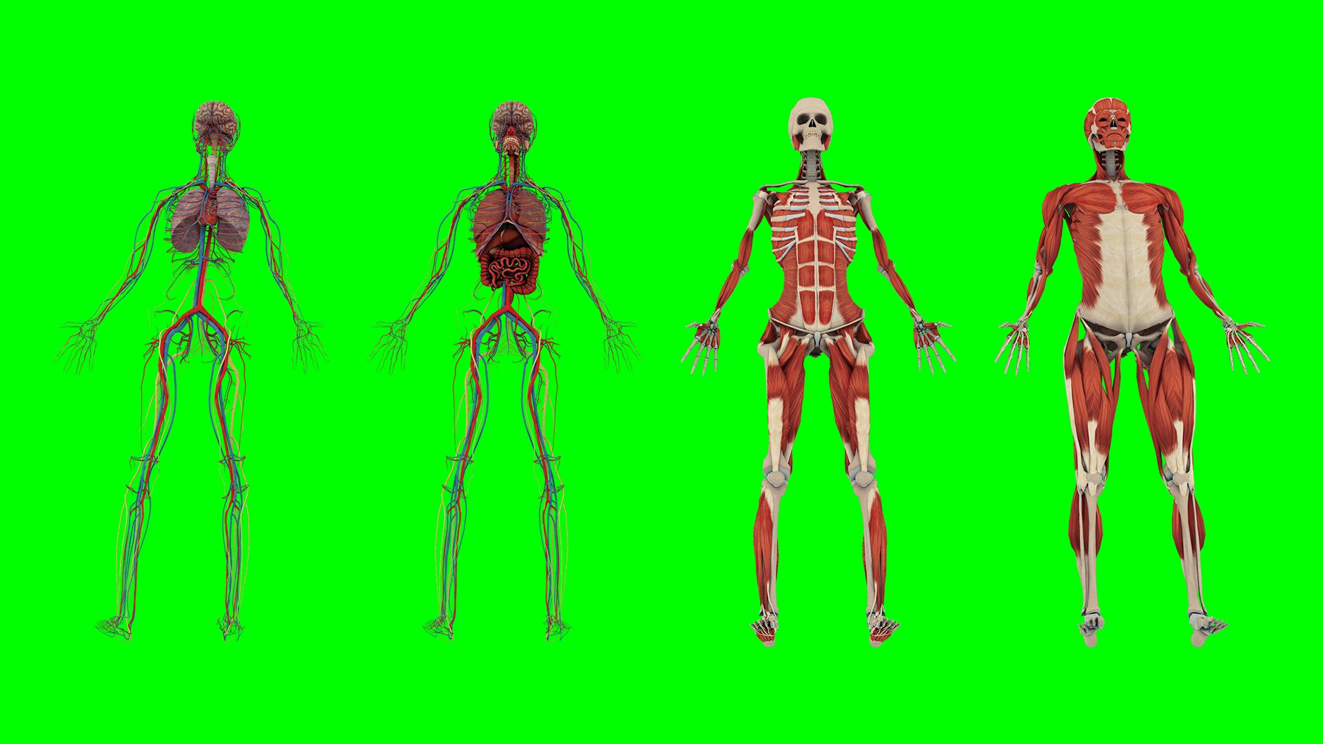 Human Anatomy 3D Model - TurboSquid 2085321
