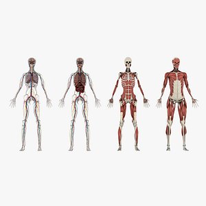 Complete Human Anatomy 3D Models for Download | TurboSquid