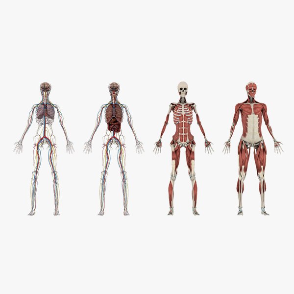 modelo 3d Anatomía humana - TurboSquid 2085321