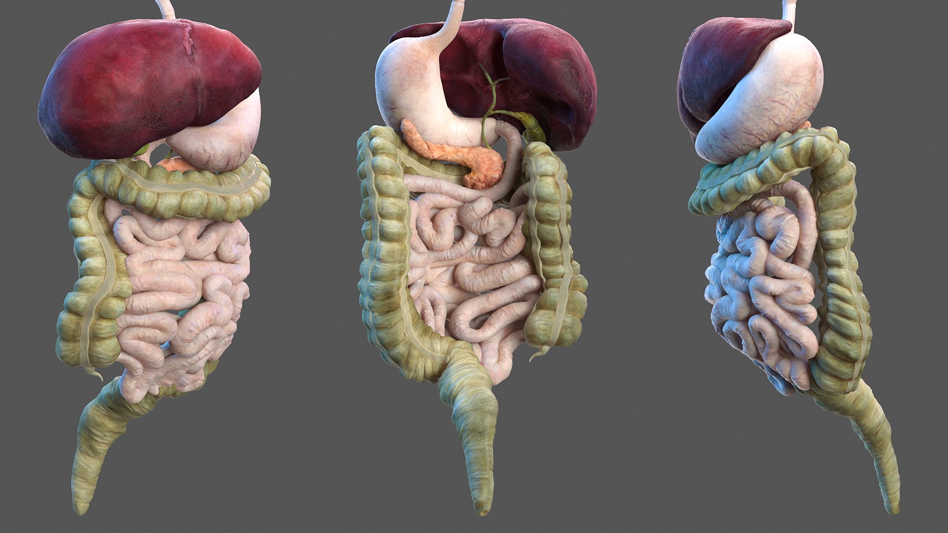 Free female digestive anatomy human 3D model - TurboSquid 1606764