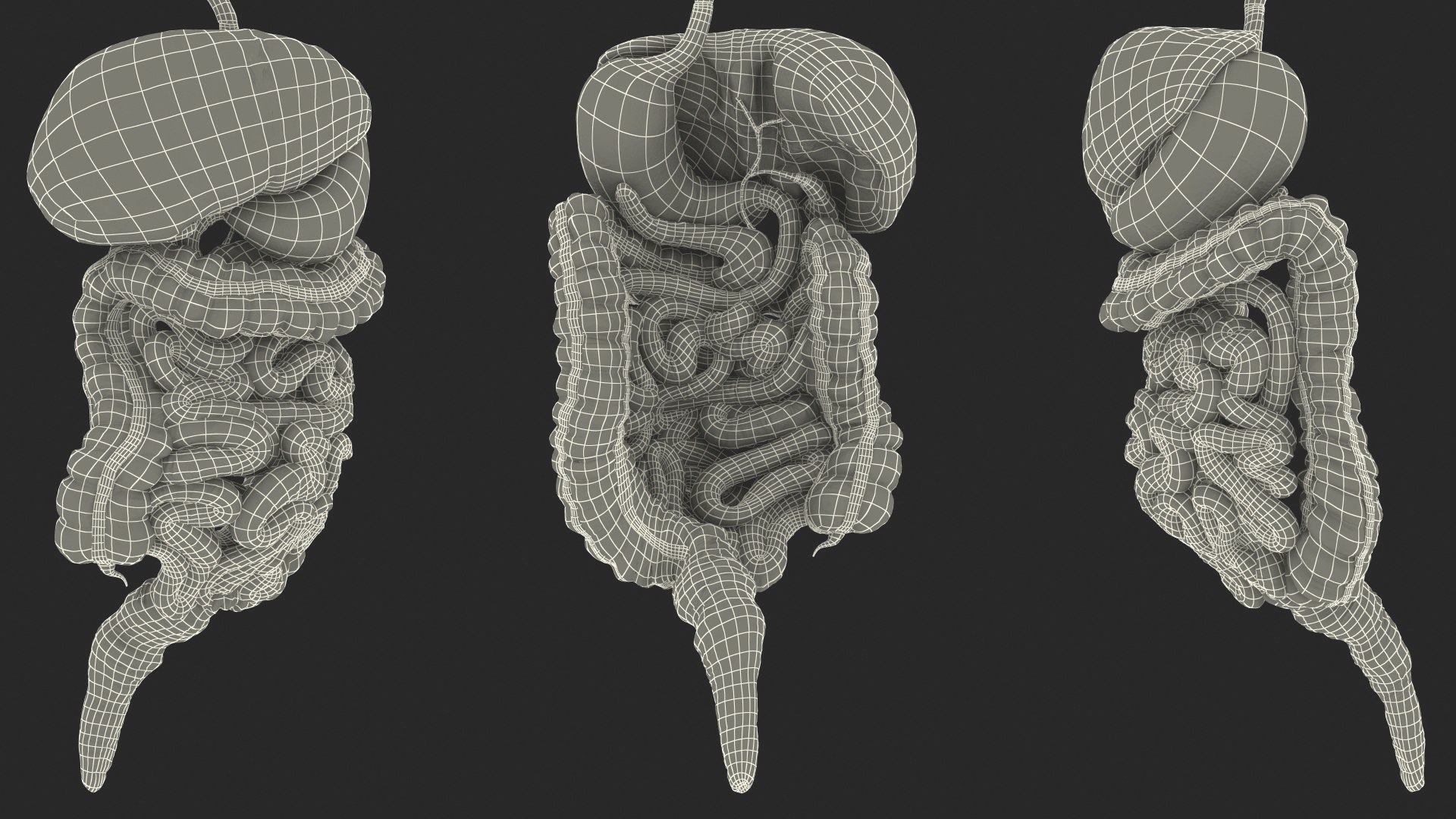 Free Female Digestive Anatomy Human 3D Model - TurboSquid 1606764