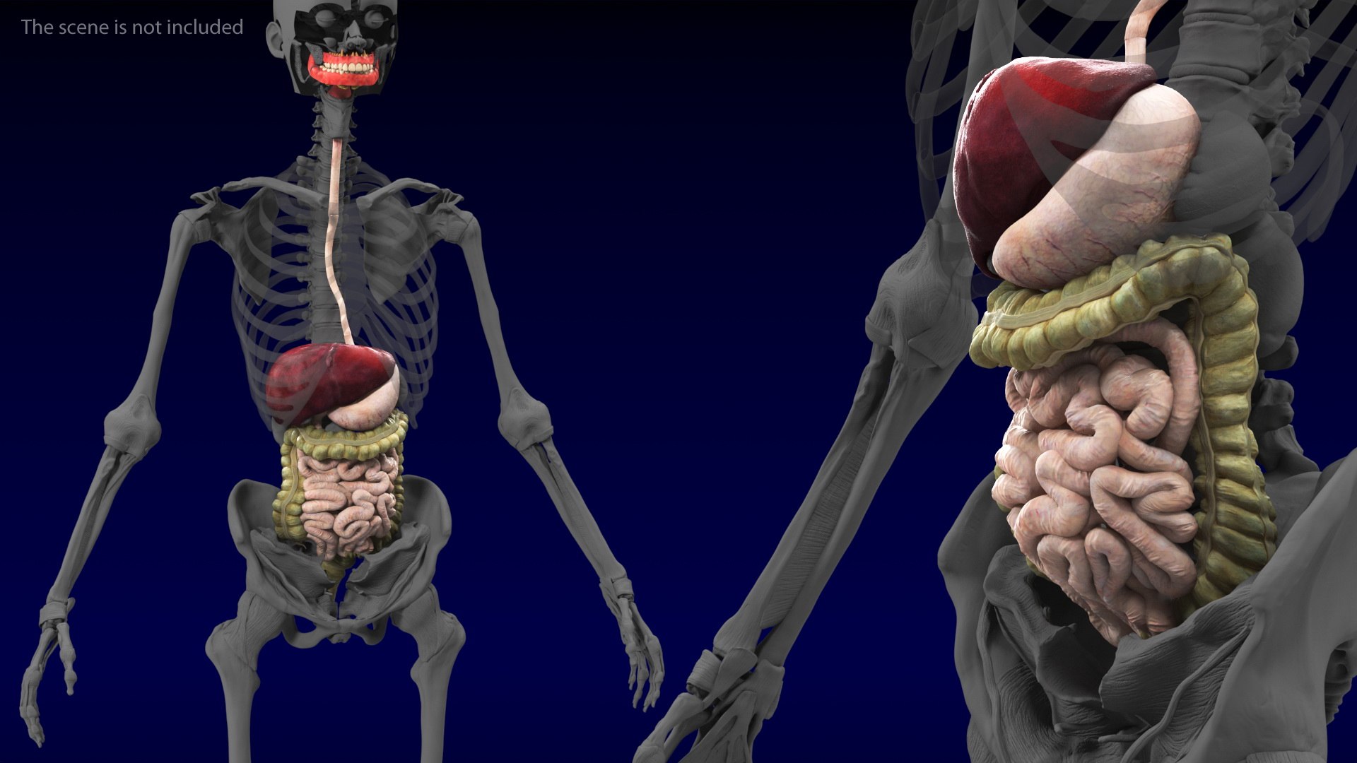Free Female Digestive Anatomy Human 3D Model - TurboSquid 1606764