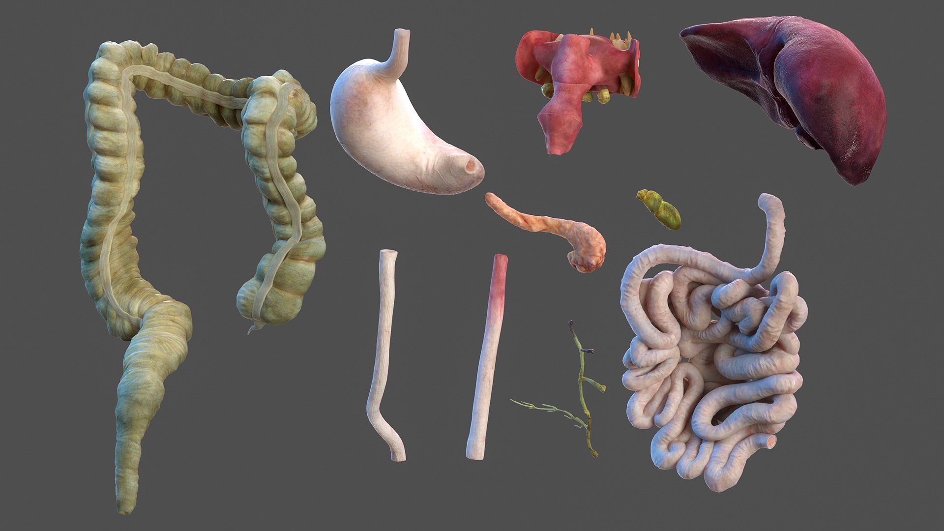 Free female digestive anatomy human 3D model - TurboSquid 1606764