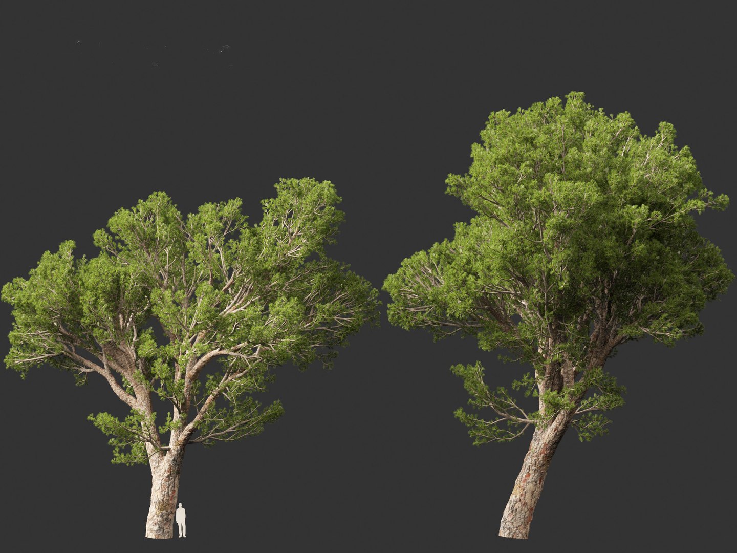Pinus Halepensis - The Aleppo Pine 3D Model - TurboSquid 2115765