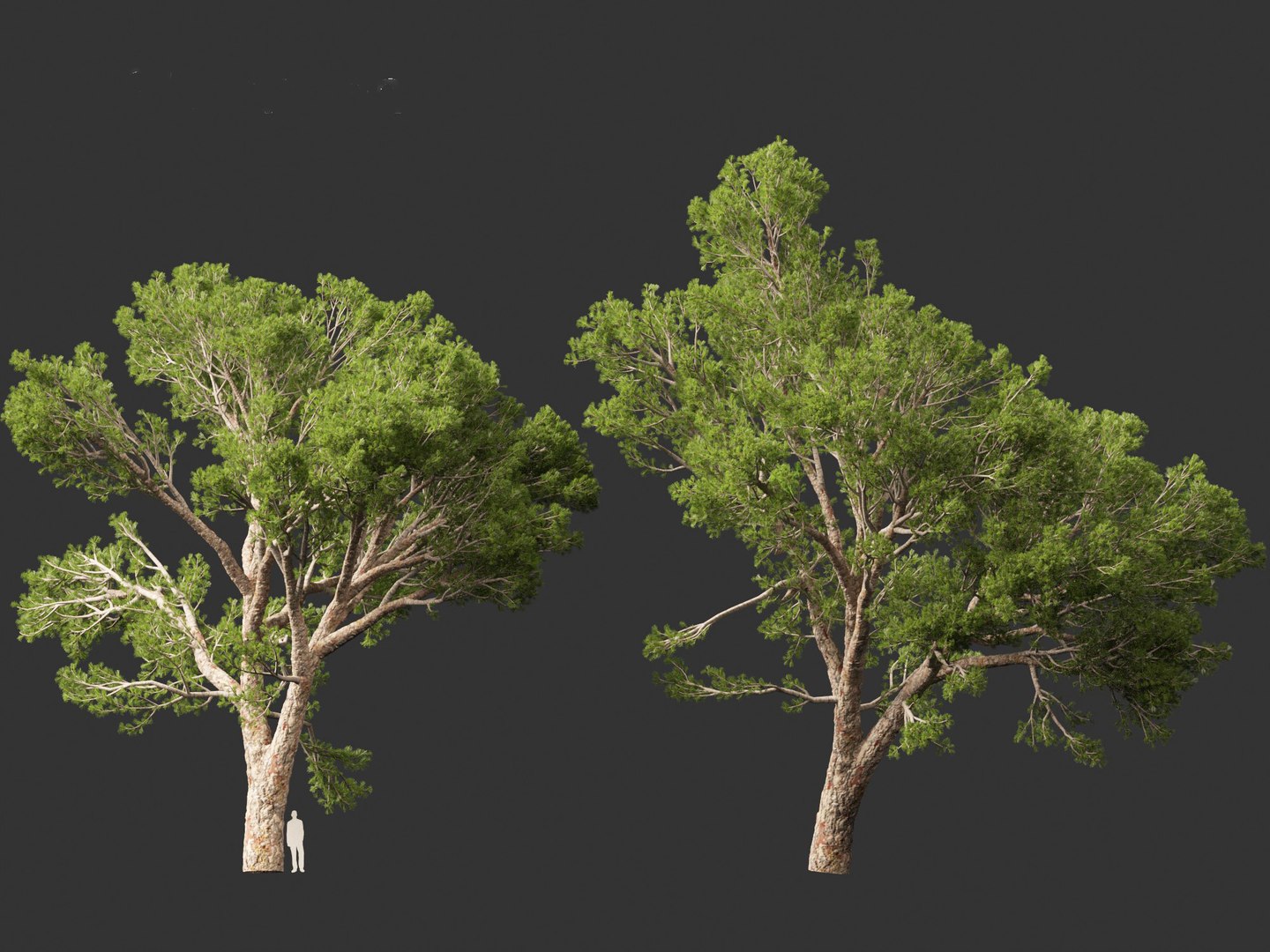 Pinus Halepensis - The Aleppo Pine 3D Model - TurboSquid 2115765