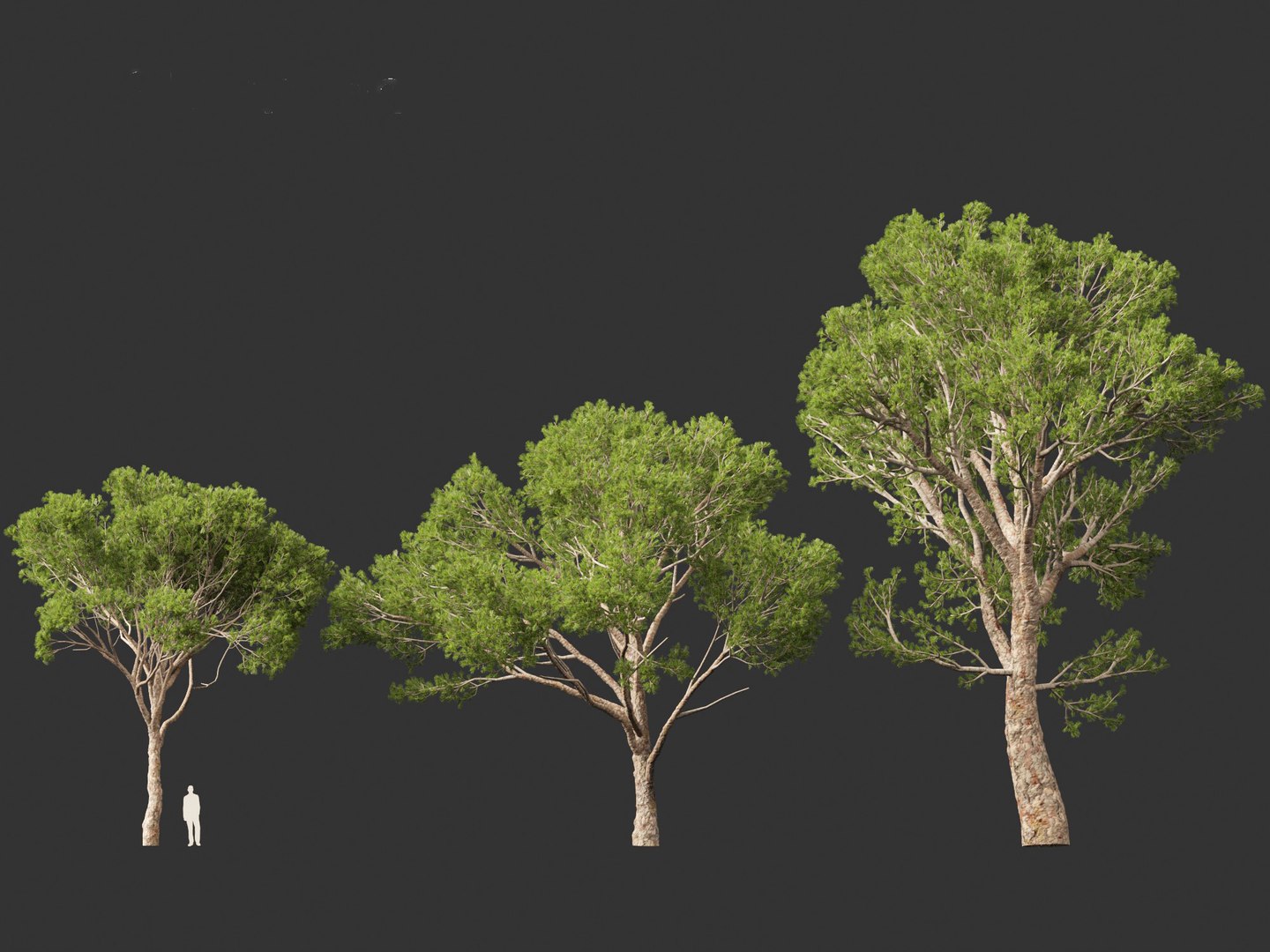 Pinus Halepensis - The Aleppo Pine 3D Model - TurboSquid 2115765