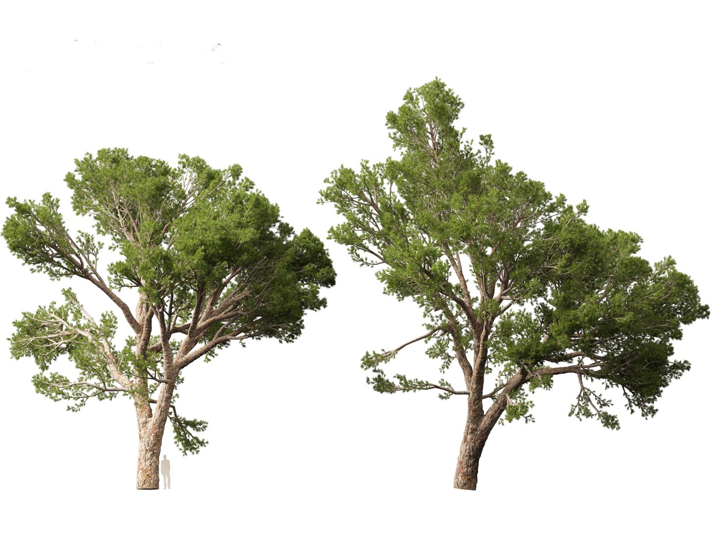 Pinus Halepensis - The Aleppo Pine 3D Model - TurboSquid 2115765