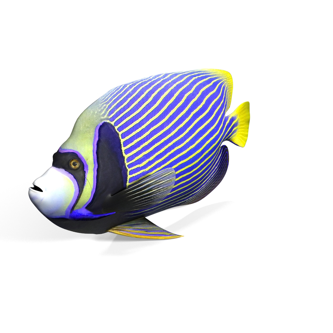 3d model angelfish fish