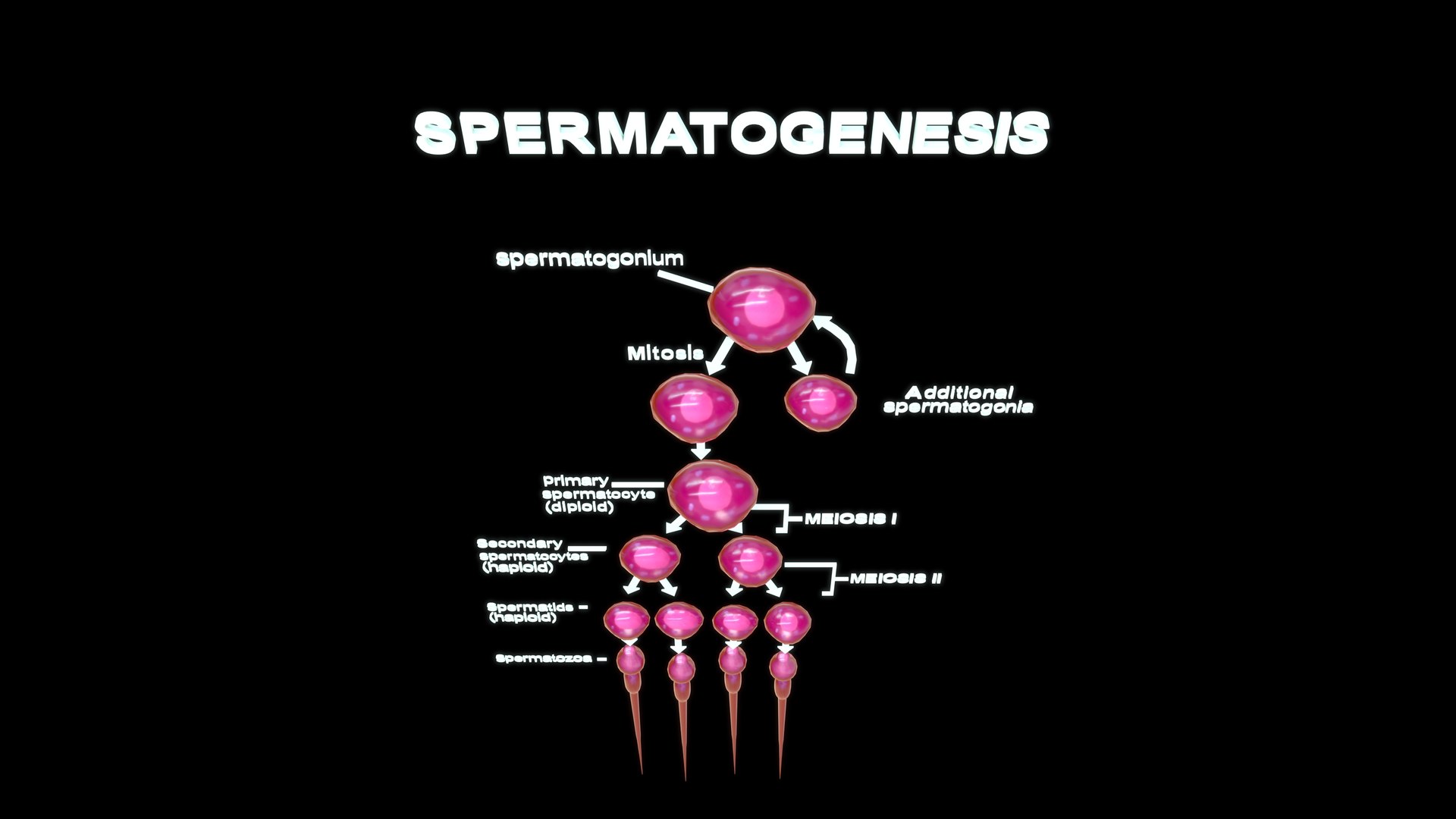 3D Spermatogenesis - TurboSquid 2187692
