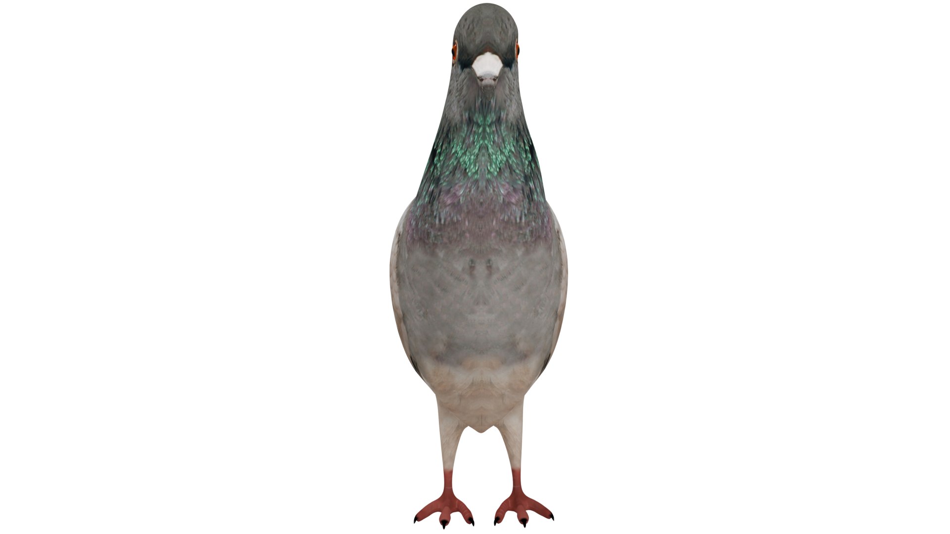 3D Pigeon - TurboSquid 2211146