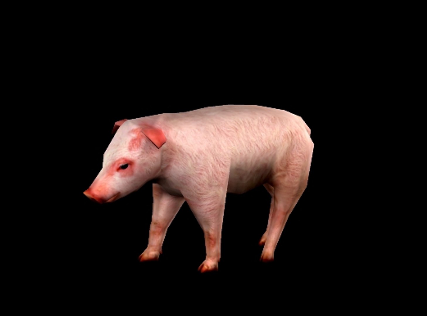3d X Ready Pig Animations