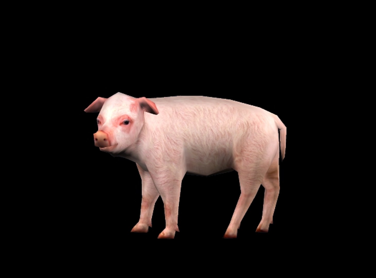 3d X Ready Pig Animations