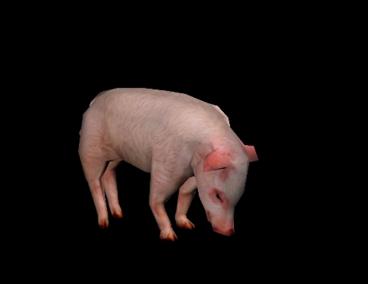 3d X Ready Pig Animations