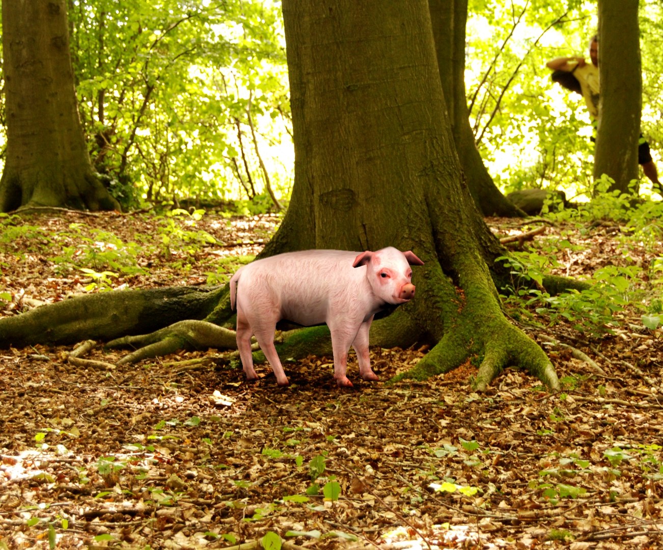 3d X Ready Pig Animations