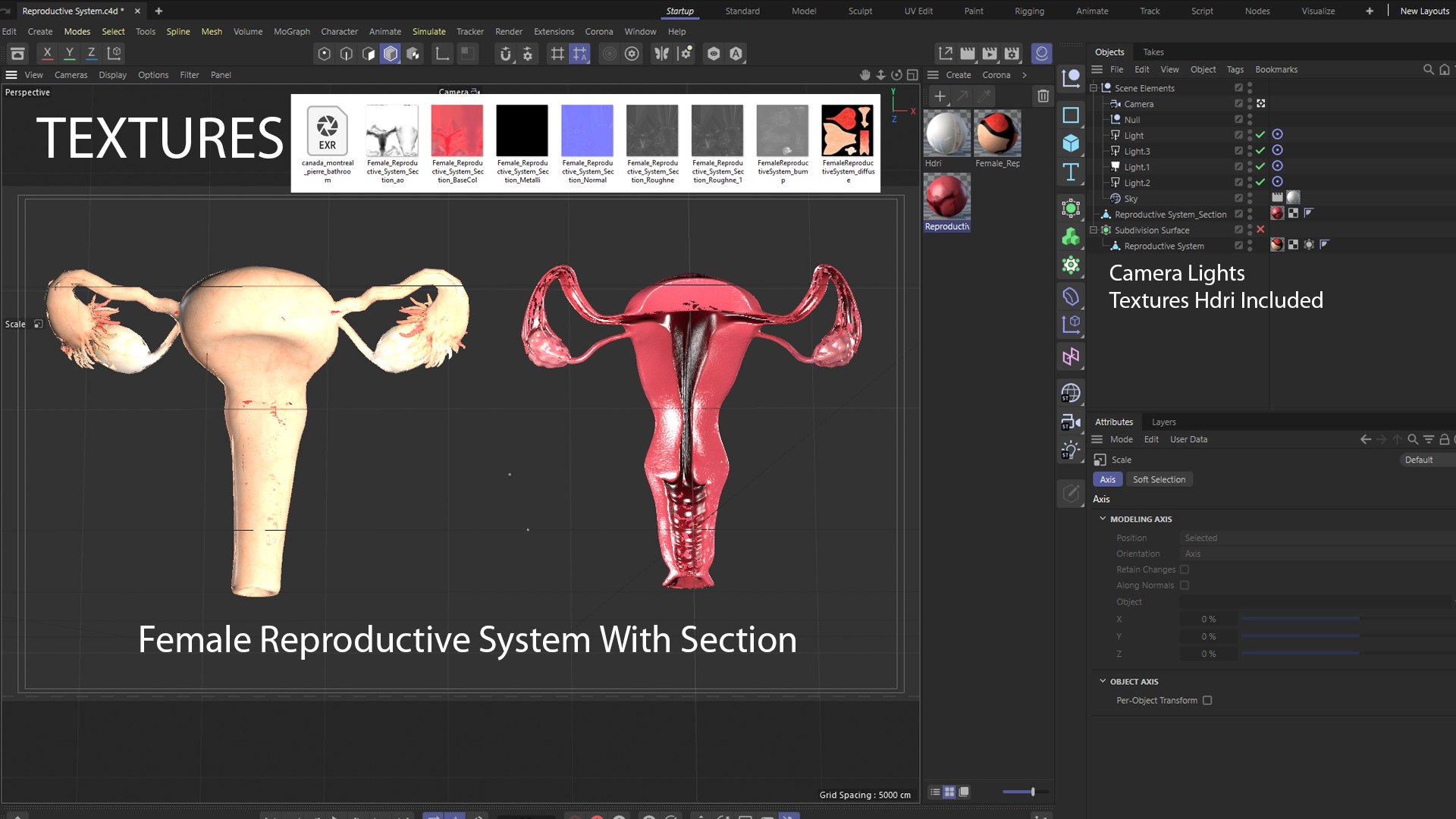 Female Reproductive System With Section Model - TurboSquid 2085695