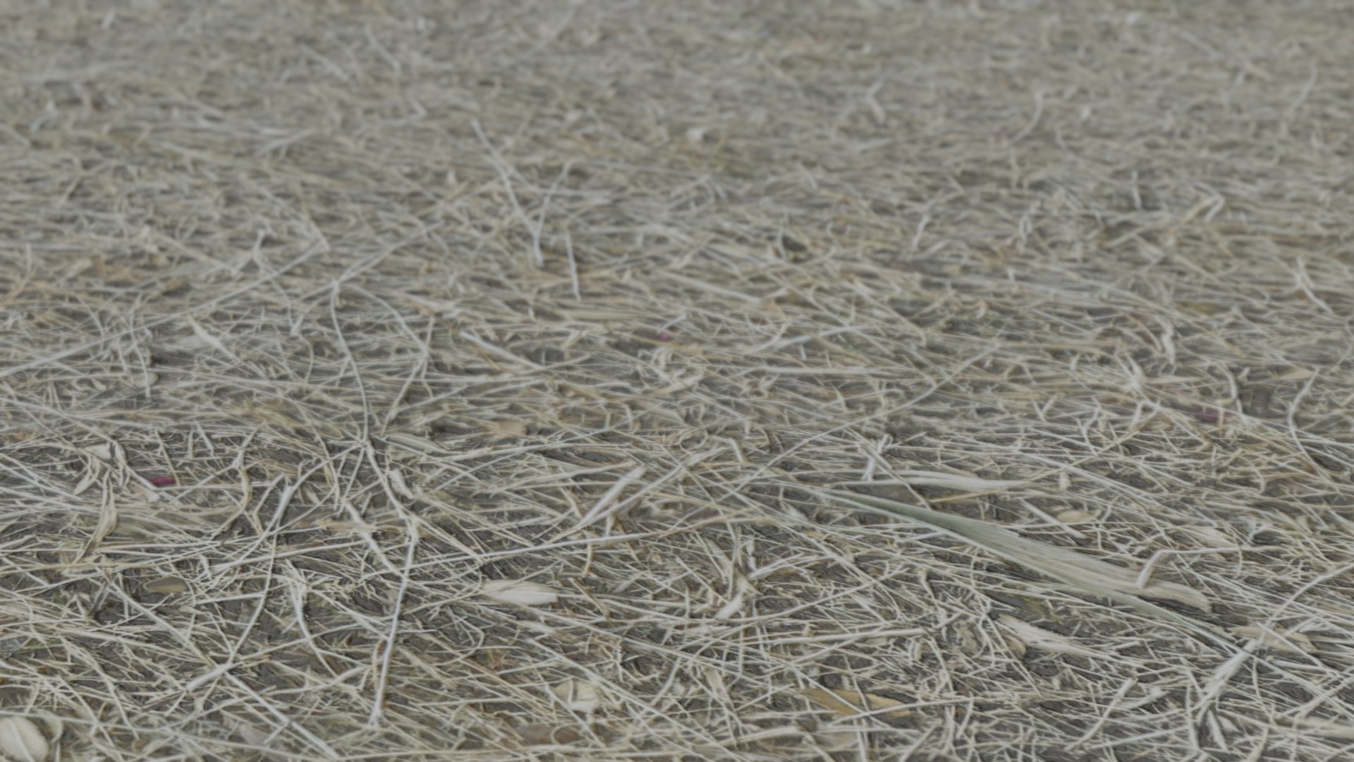 3D Dry Grass - TurboSquid 1845040