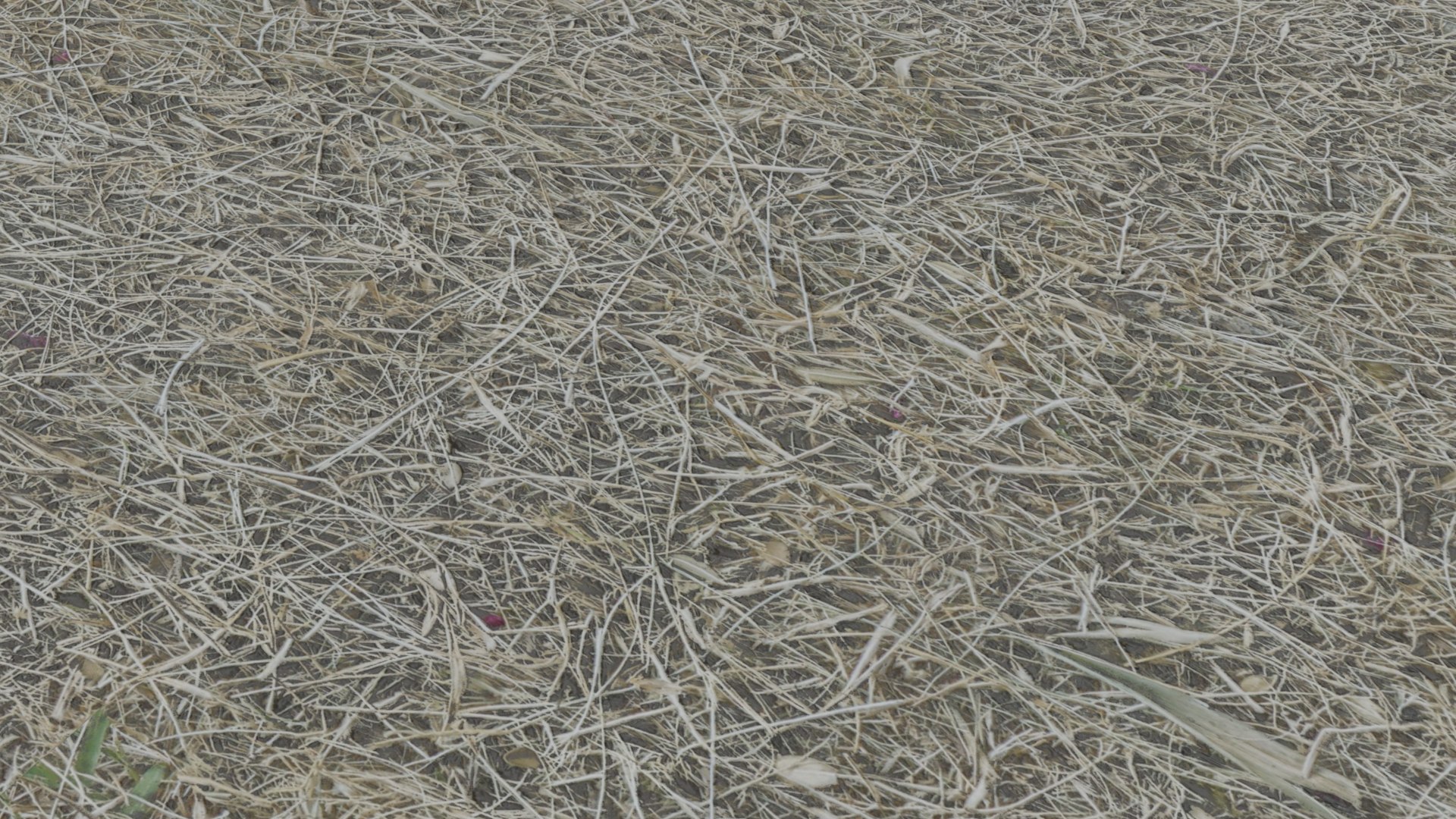 3D Dry Grass - TurboSquid 1845040