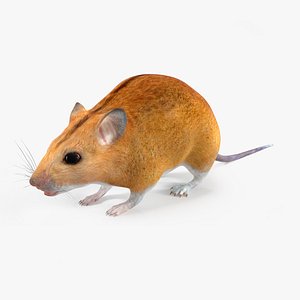 Free 3D Mouse Models | TurboSquid