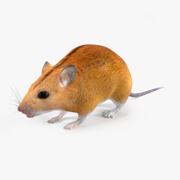 Free 3D Mouse Models | TurboSquid