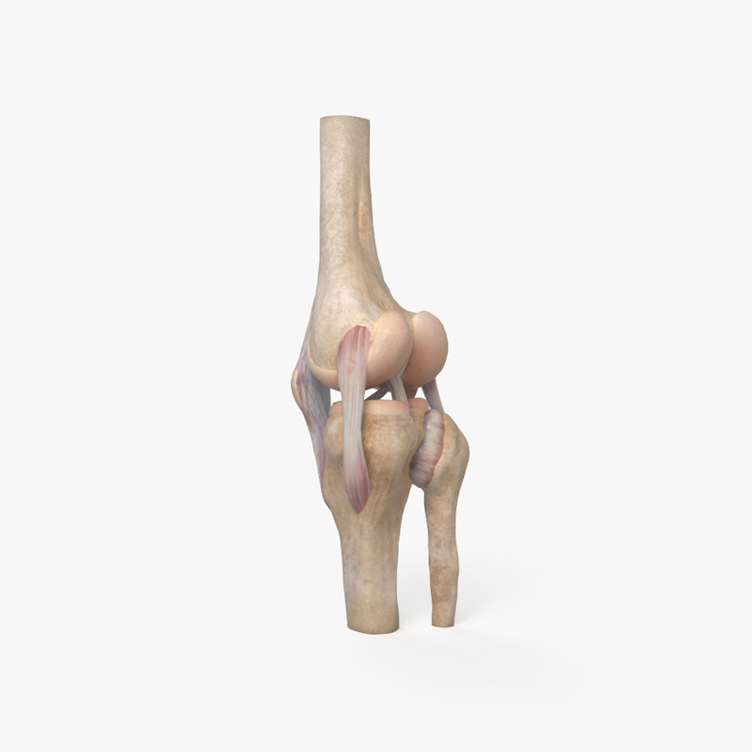 Knee Joint 3D model - TurboSquid 1827291