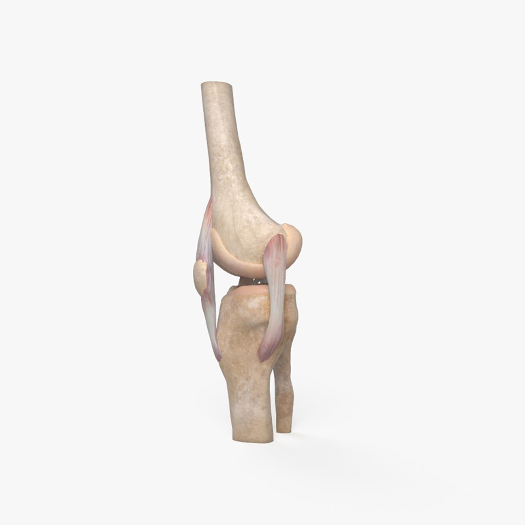 Knee Joint 3D Model - TurboSquid 1827291
