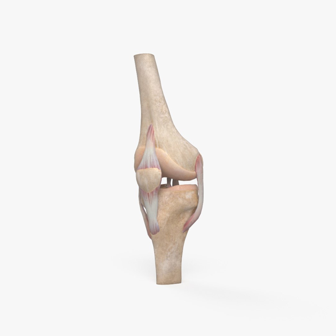 Knee Joint 3D model - TurboSquid 1827291