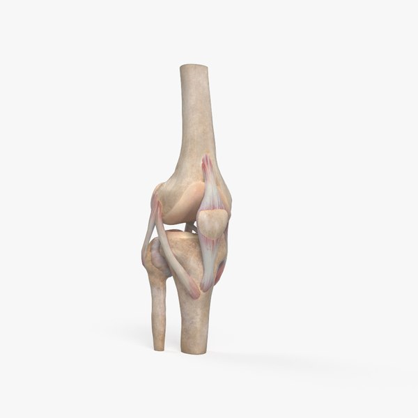 Knee Joint 3D model - TurboSquid 1827291