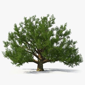 Oak Tree 3D Models for Download | TurboSquid