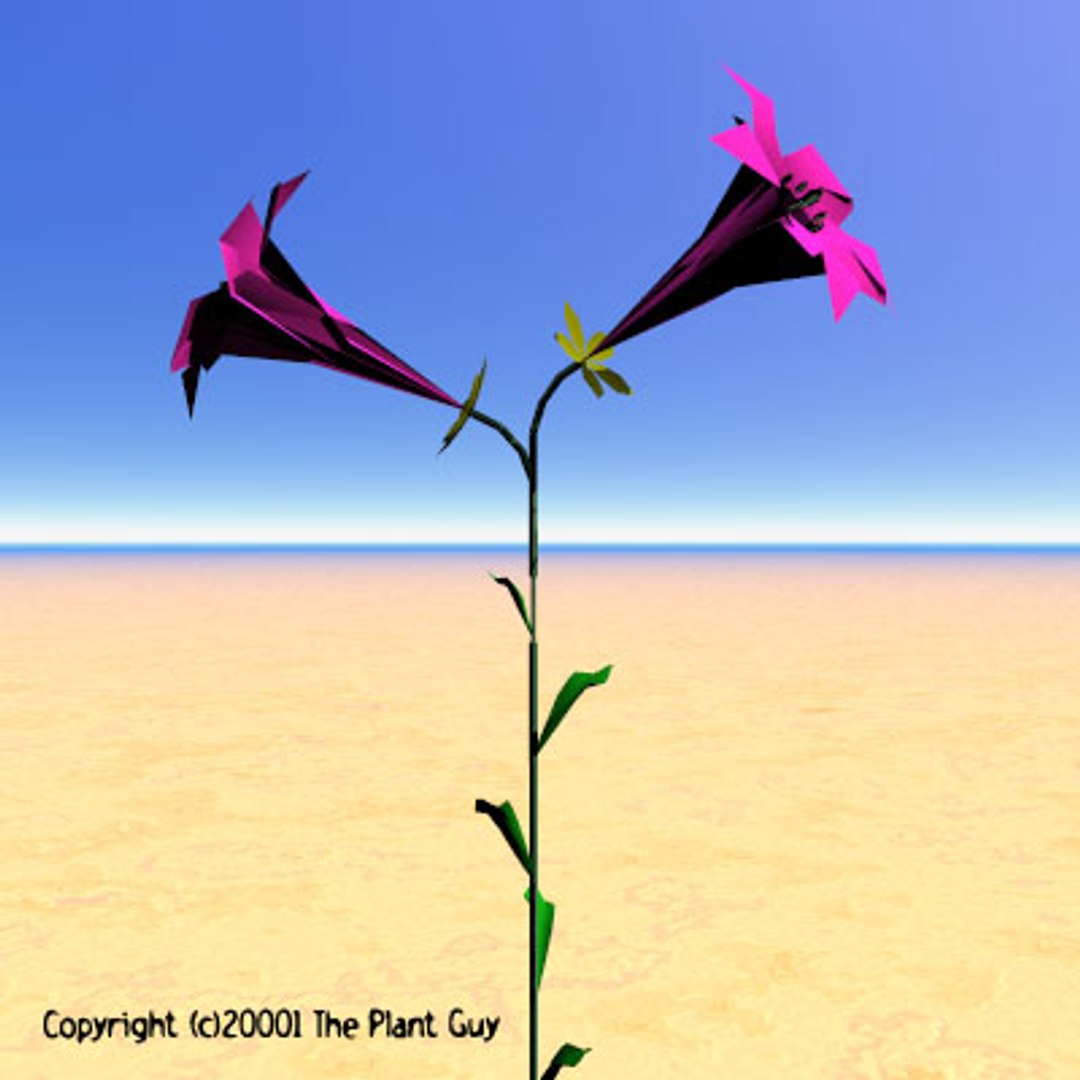 Pink Pitcher Flower Plant Lwo