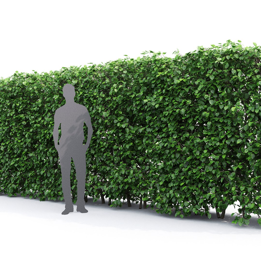 Hedge 2 1 3D Model - TurboSquid 1527095