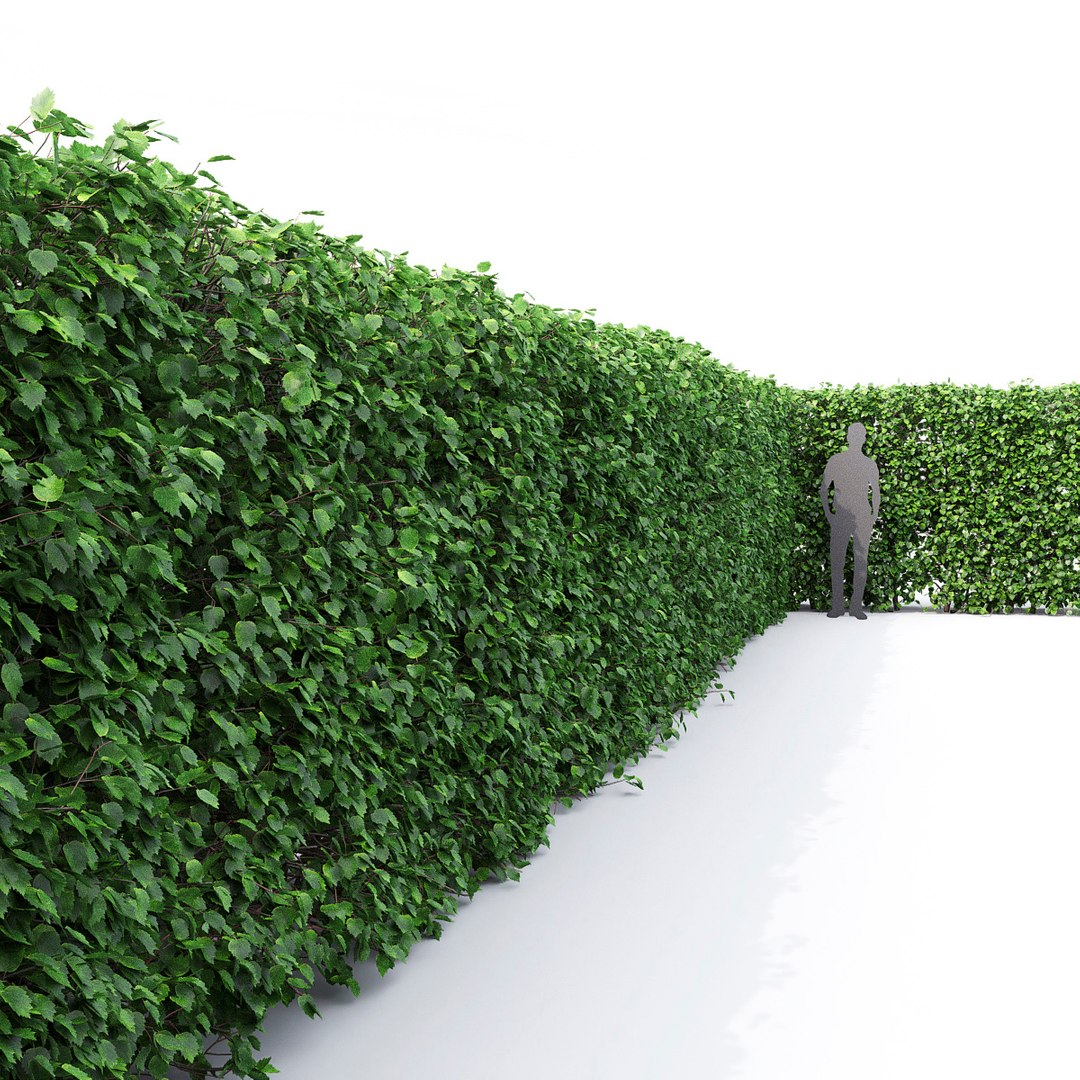 Hedge 2 1 3D Model - TurboSquid 1527095