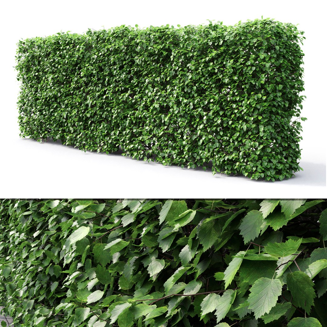 Hedge 2 1 3D Model - TurboSquid 1527095