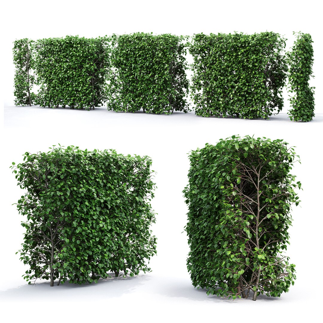 Hedge 2 1 3D Model - TurboSquid 1527095