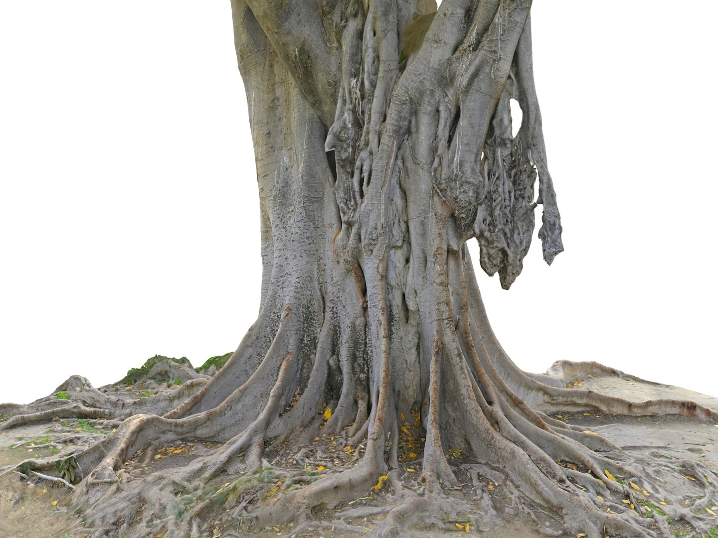 Giant tree jungle 3D model - TurboSquid 1407206