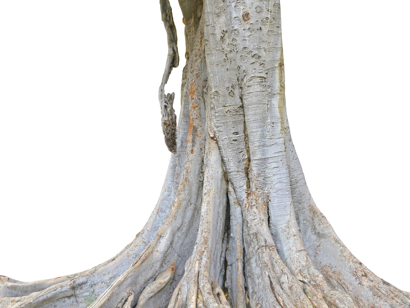 Giant Tree Jungle 3D Model - TurboSquid 1407206