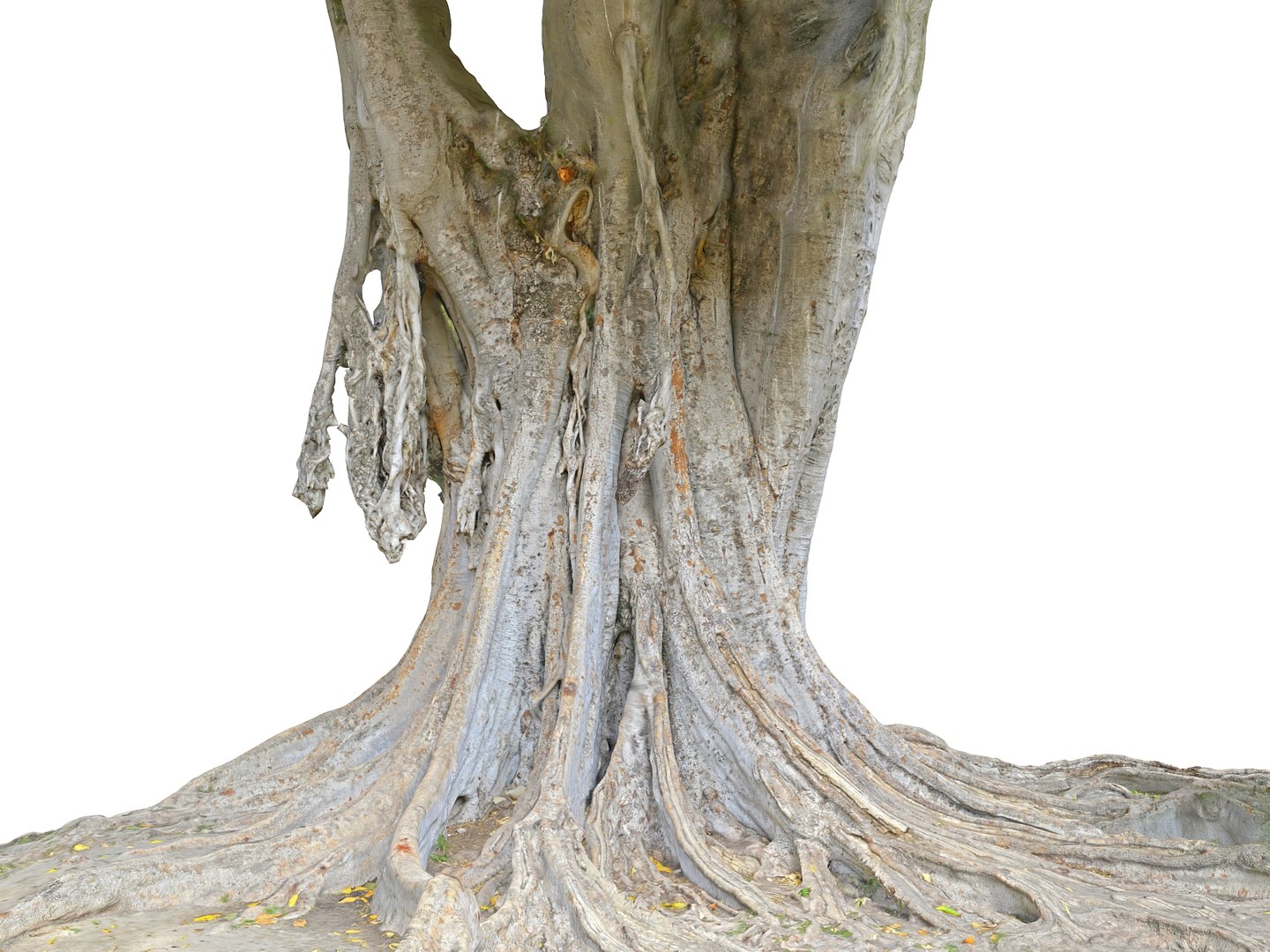 Giant Tree Jungle 3D Model - TurboSquid 1407206