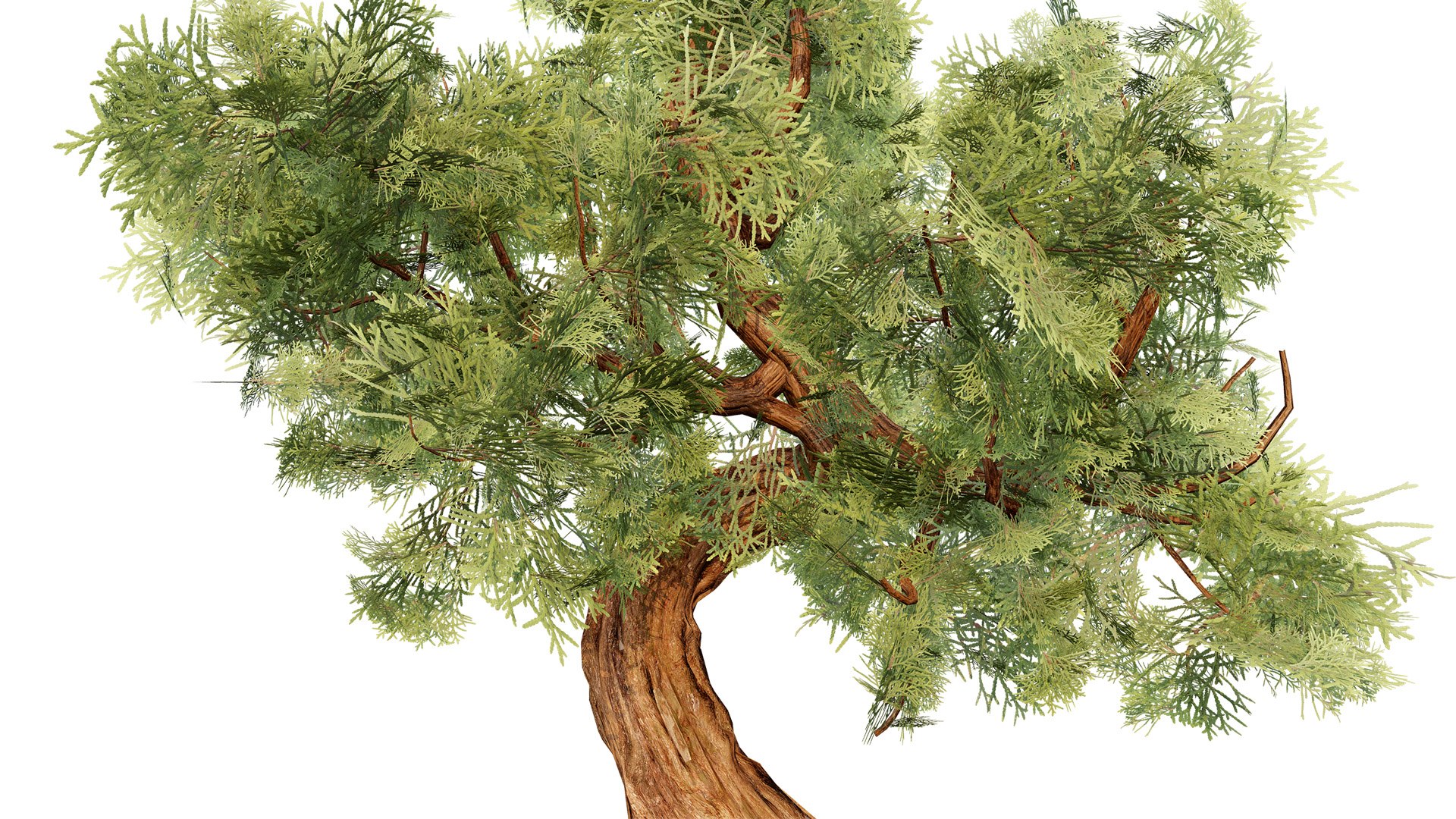 3D 3D Spiral Juniper Asset Model - TurboSquid 2340321