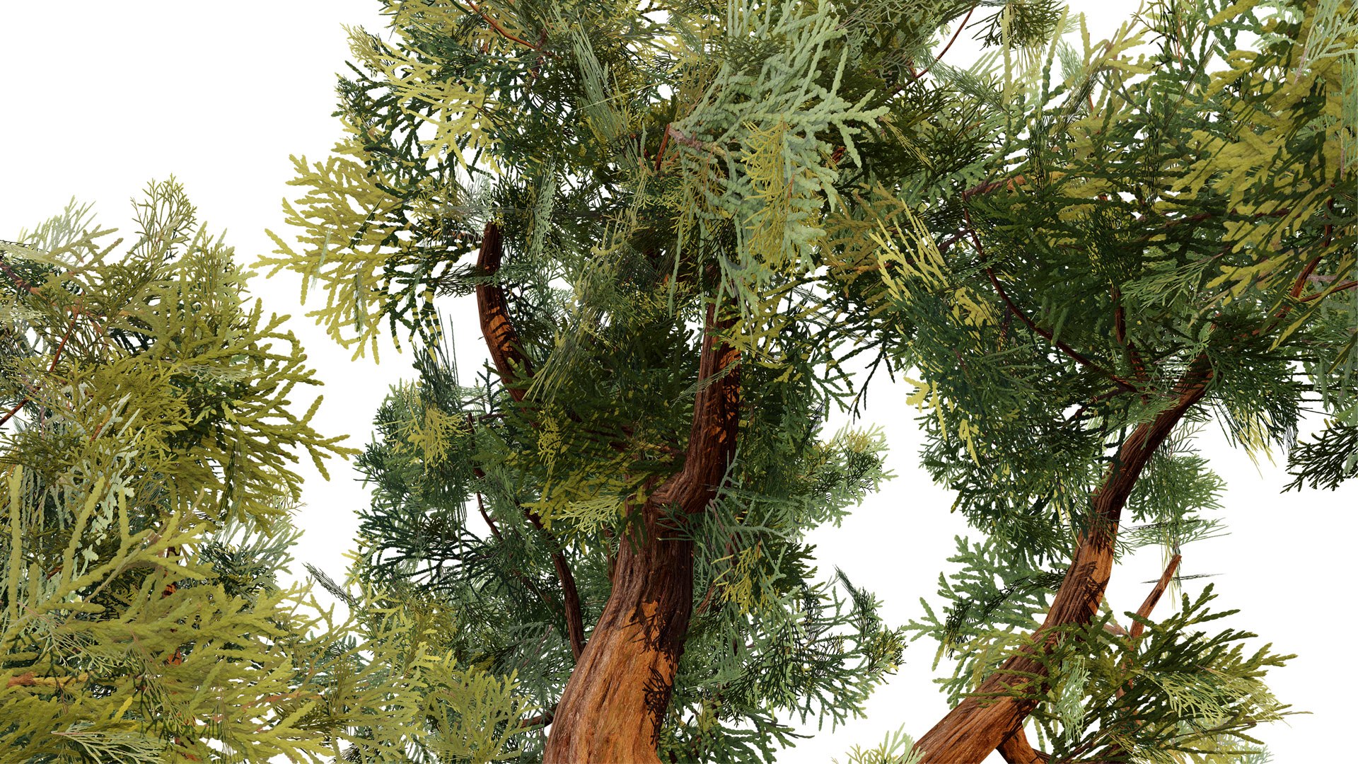 3D 3D Spiral Juniper Asset Model - TurboSquid 2340321