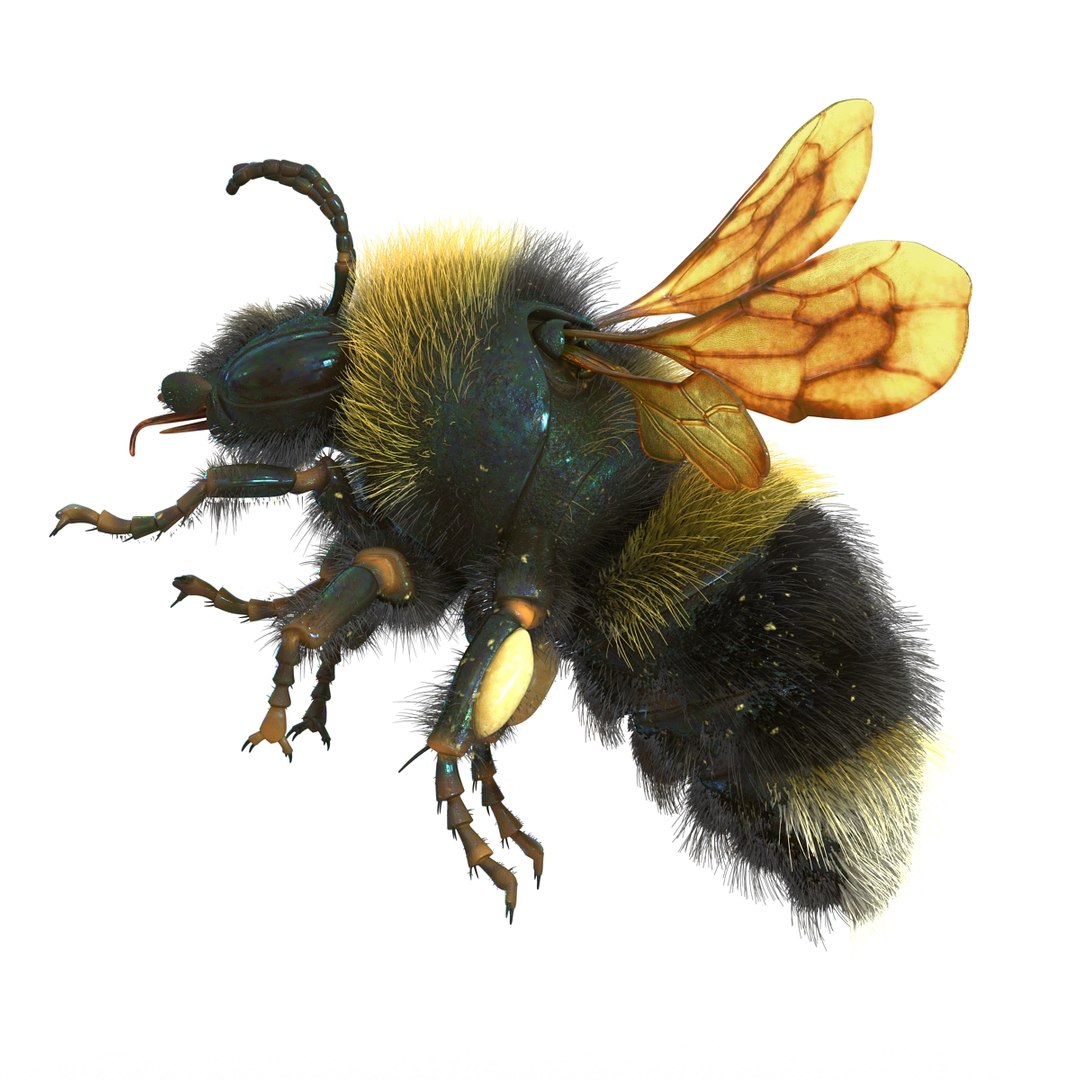 bee bumblebee rigged animate 3d max