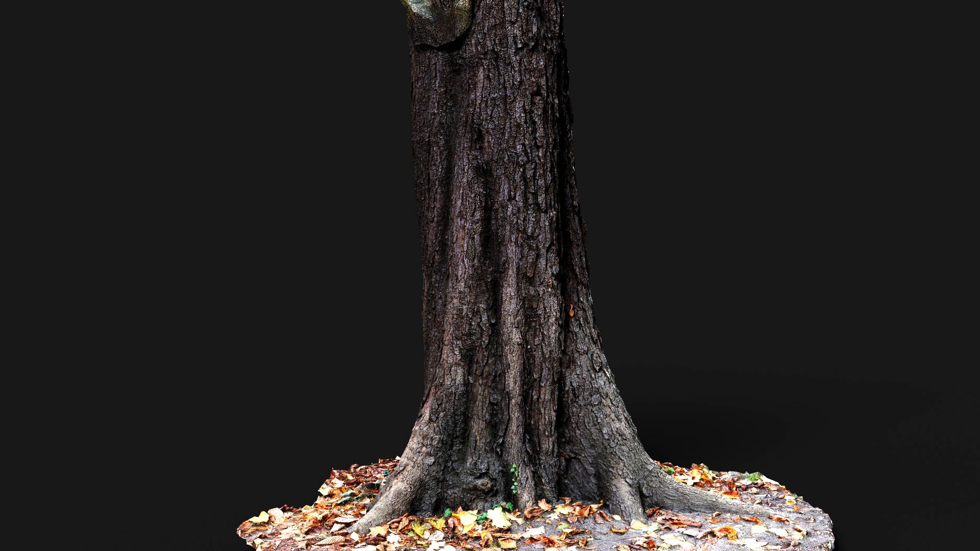 Tree Bark Wide Roots Stump Pt2 PBR Photogrammetry 3D Model - TurboSquid 2400660