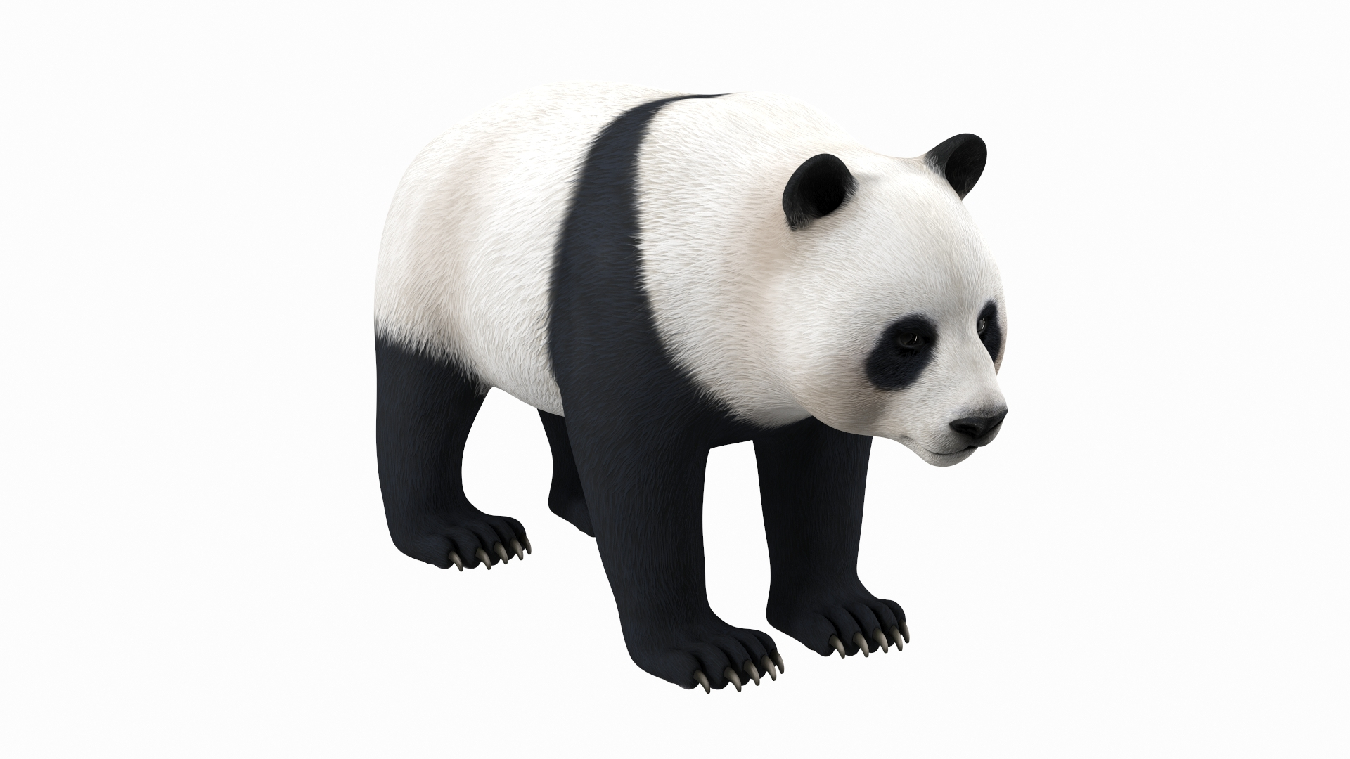 3D Giant Panda Rigged For Cinema 4D Model - TurboSquid 1852718