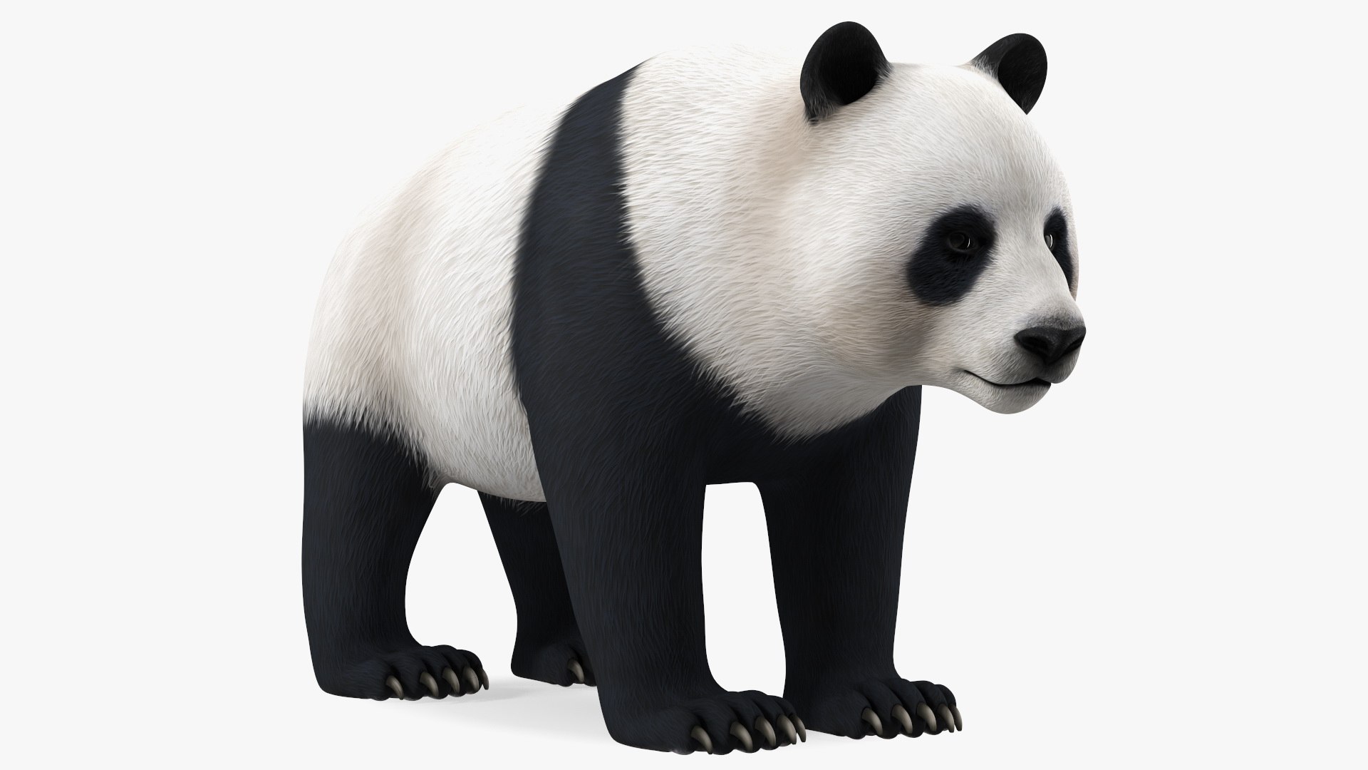 3D Giant Panda Rigged for Cinema 4D model - TurboSquid 1852718