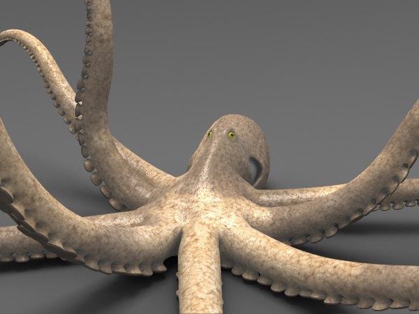 octopus fbx