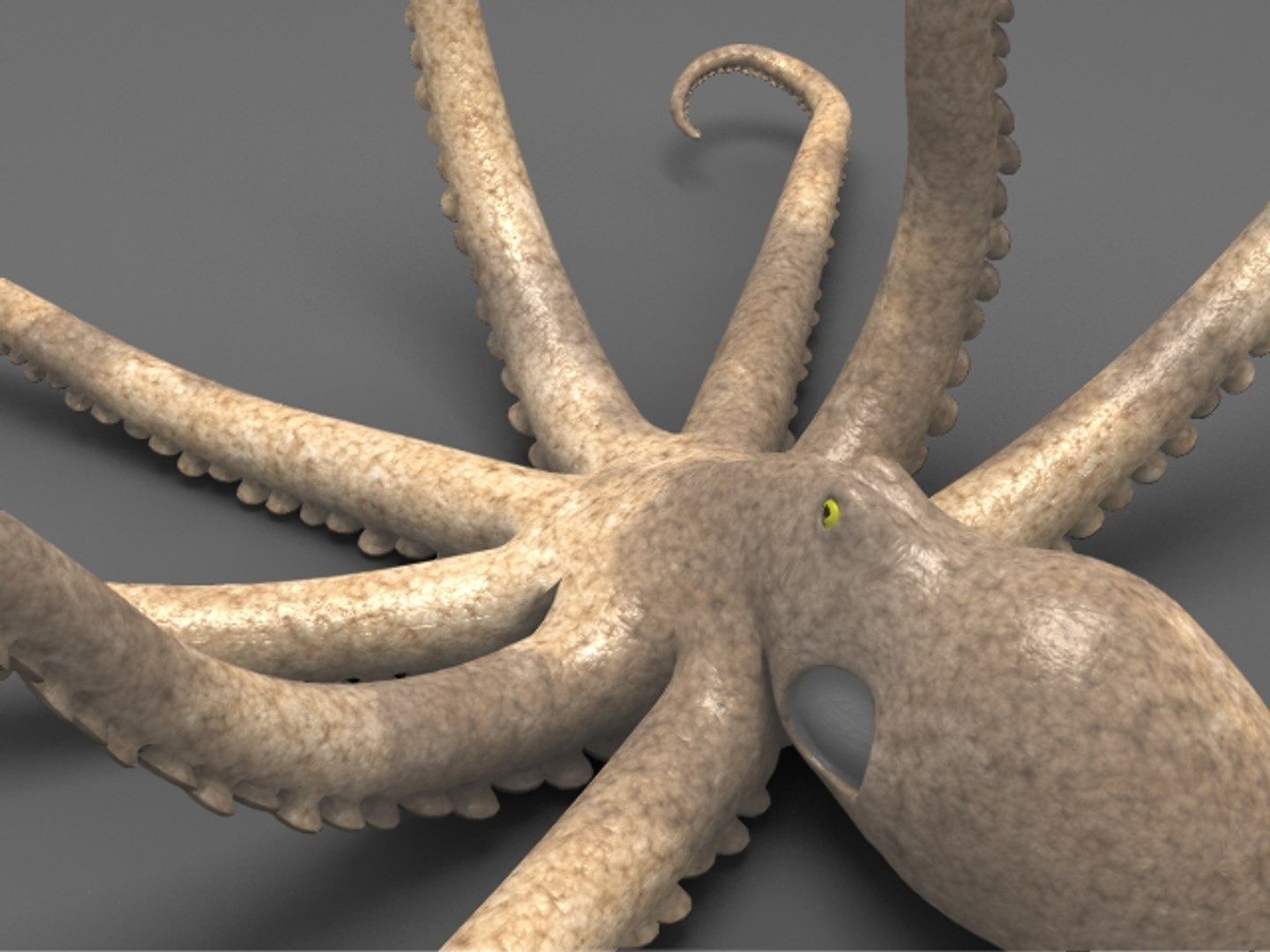 Octopus Fbx