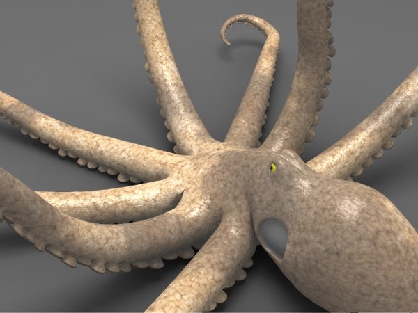 octopus fbx