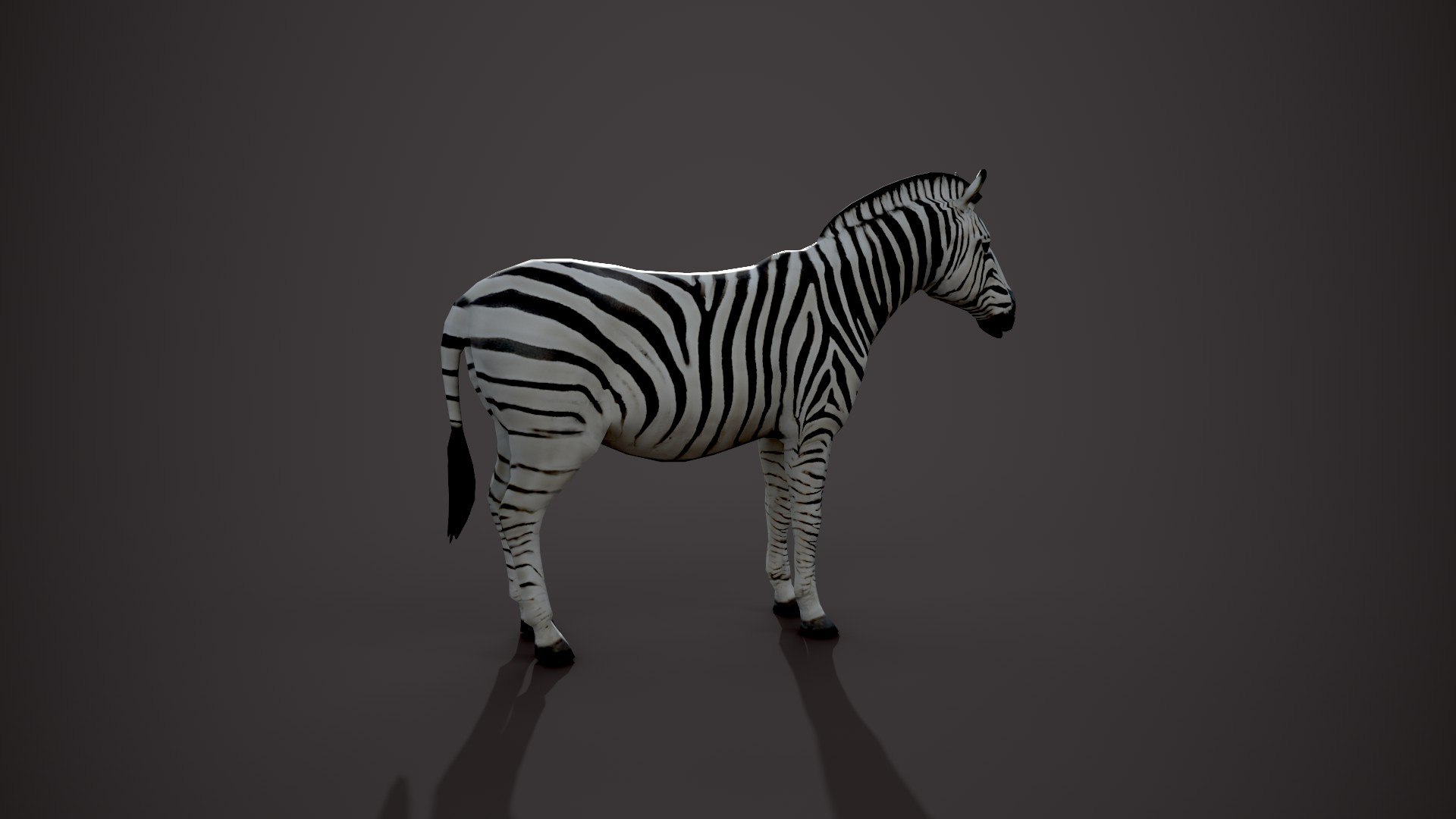 Animal Zebra 3D Model - TurboSquid 1980899