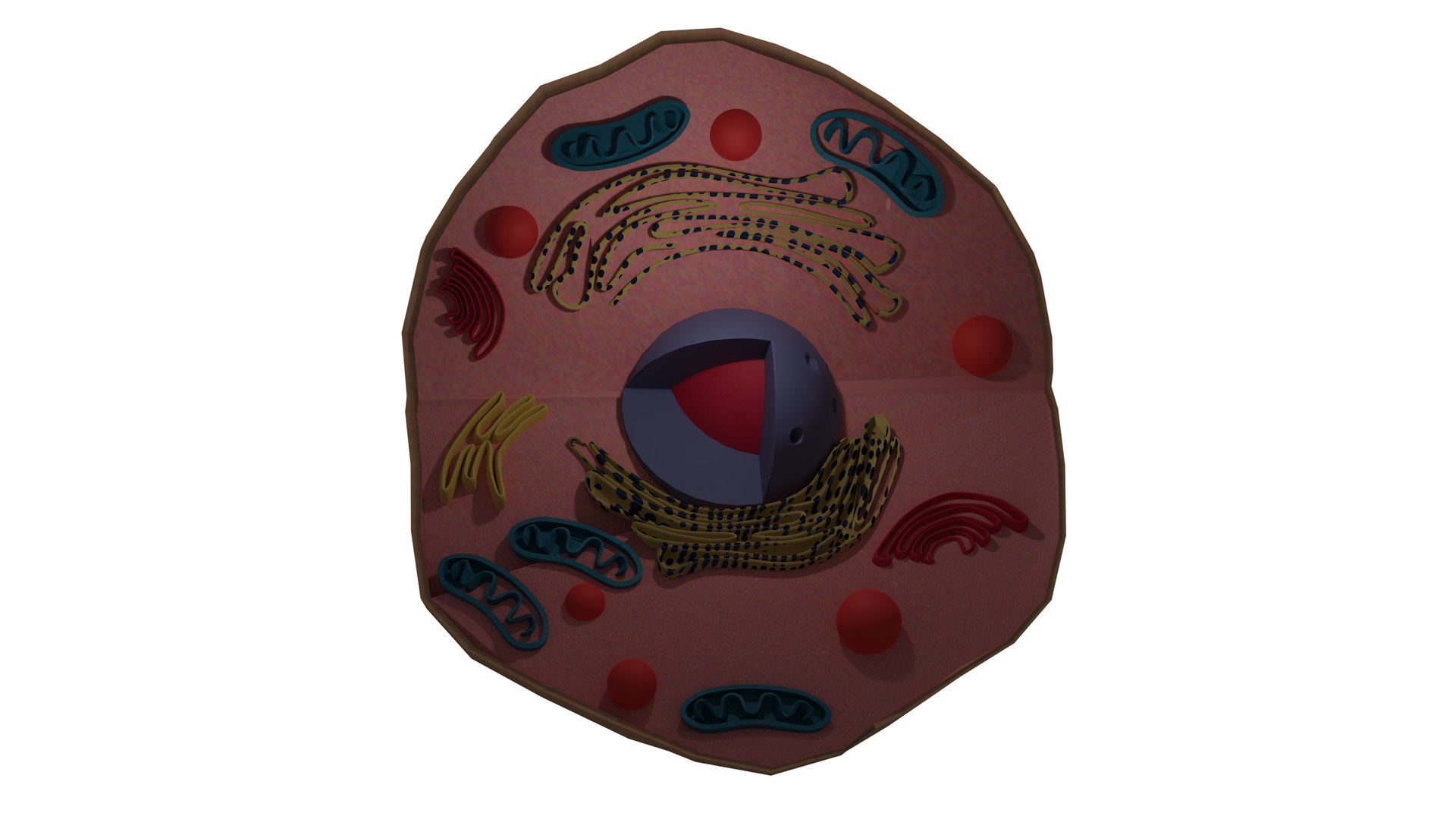 3D Eukaryotic Cell Model - TurboSquid 1716737