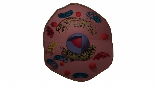 3D eukaryotic cell model - TurboSquid 1716737